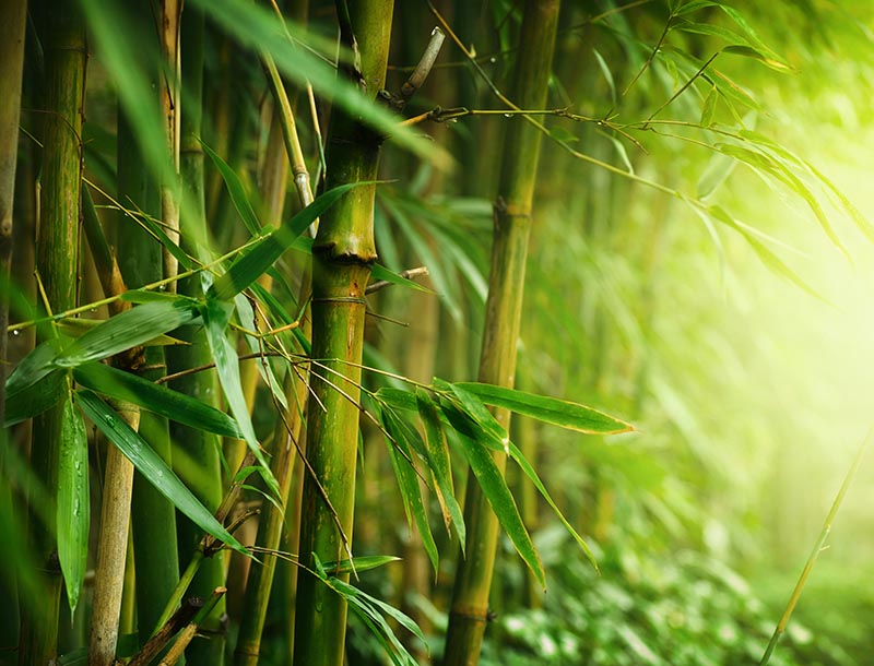 The Five Feng Shui Elements Wood Element